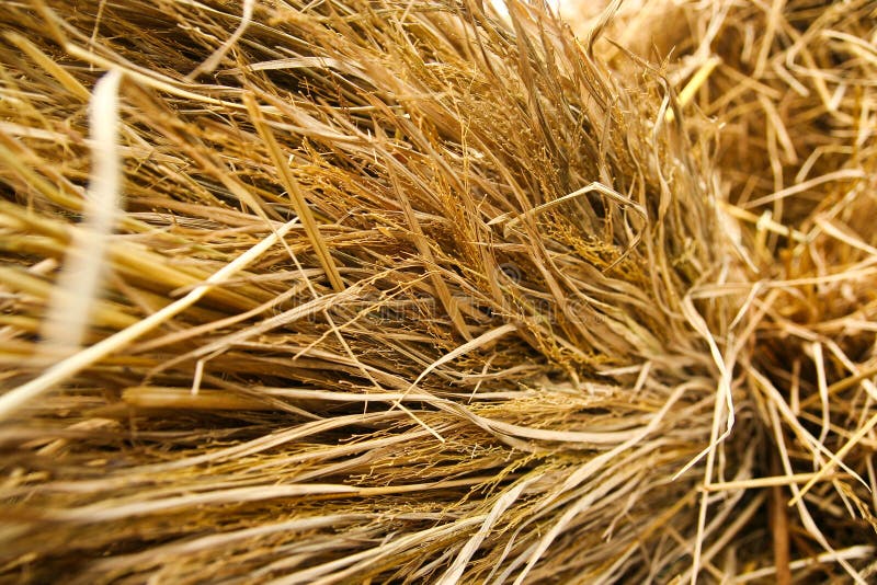 Het Gebied Van Het Stro Langs - Product Van Padieveld a Stock ...