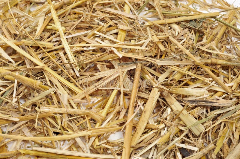 Stro stock foto. Image of naughty, gerst, prairie, nave - 18627436