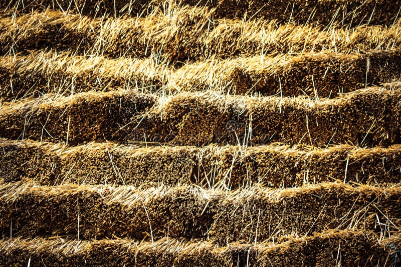 Stro stock afbeelding. Image of naughty, droog, installatie - 17516519