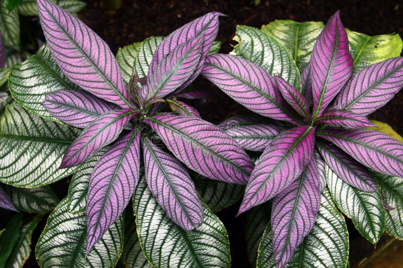 Strobilanthes Auriculata, or Persian Shield Leaves in a Garden Stock ...