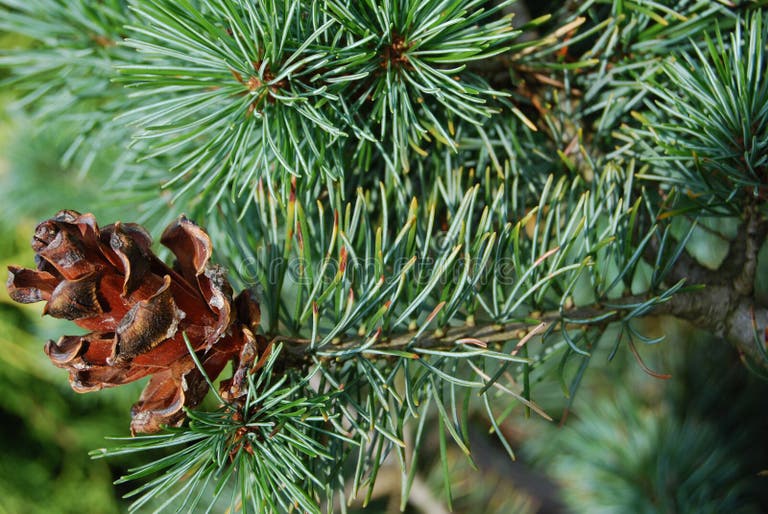 Strobile on the Pine Stick. Stock Image - Image of bush, pitch: 10920567