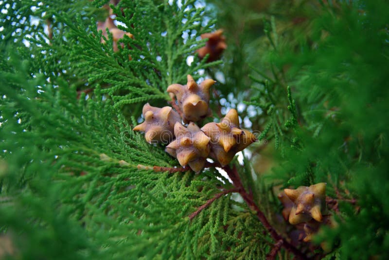 Strobile on the Thuya Stick Stock Photo - Image of botany, freshness ...