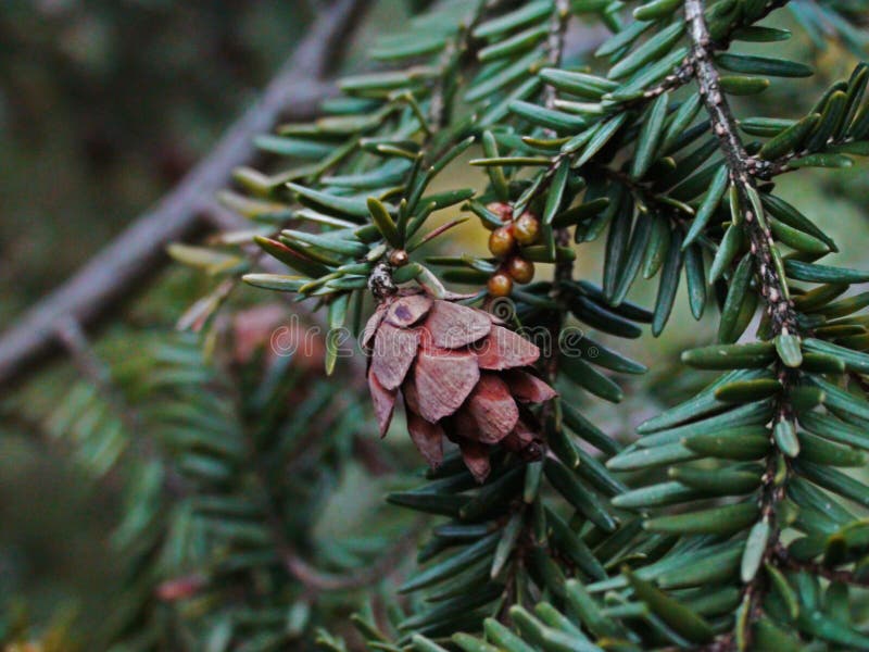 Strobilus stock photo. Image of focus, tree, little, bush - 91794784