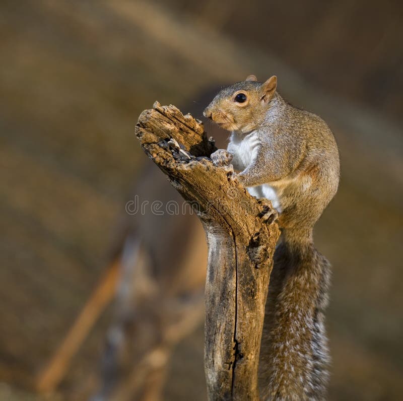 Strobist squirrel and deer stock photo. Image of tail - 23839762