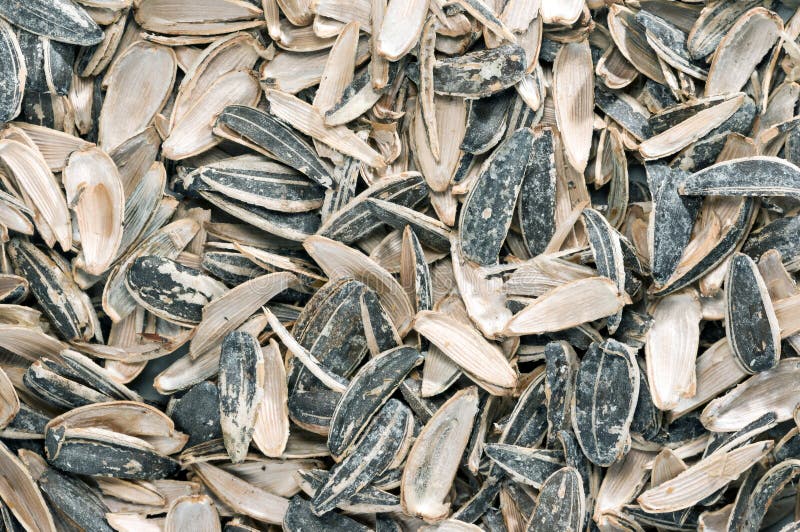 Strofinamenti Dei Semi Di Girasole Fotografia Stock - Immagine di ...