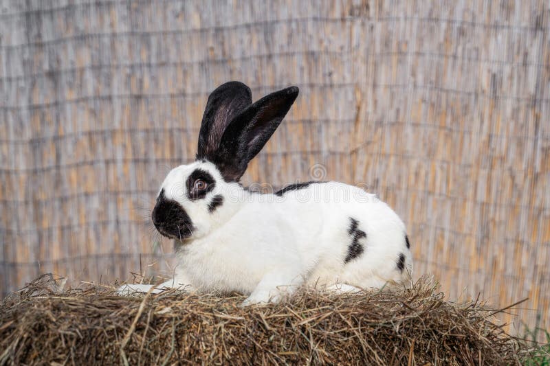 Strokach White with Black Spots Checkerd Gigantic - Large Rabbit Rabbit ...