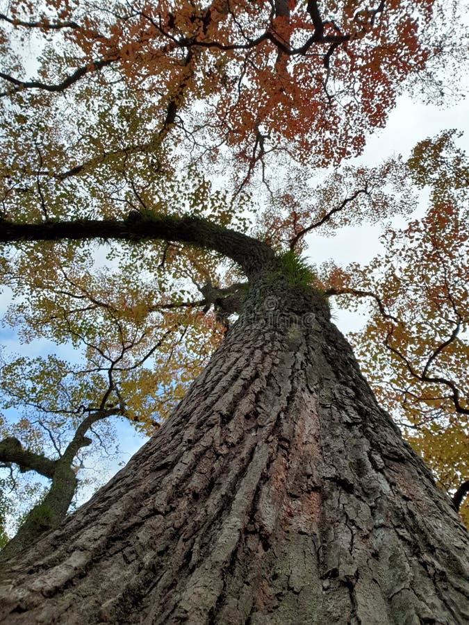 Strokes of bark on a tree stock photo. Image of trunk - 263421202