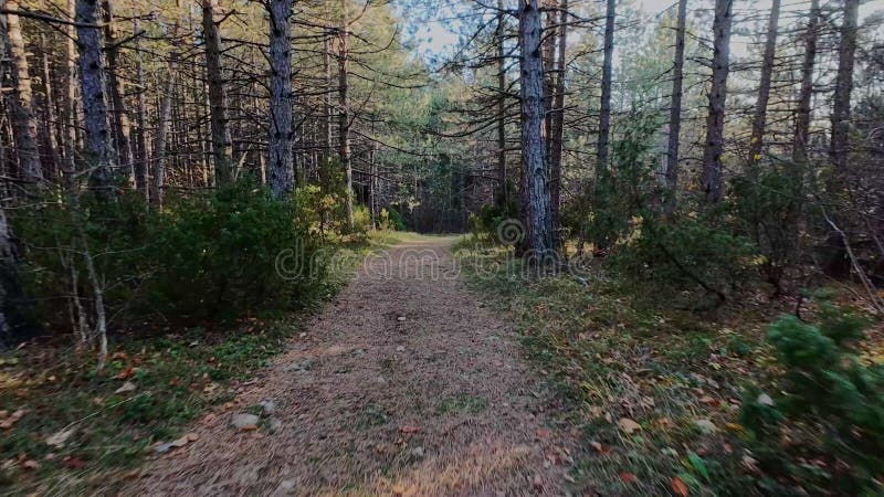 Stroll a Peaceful Forest Path Surrounded by Lush Foliage, Vibrant ...