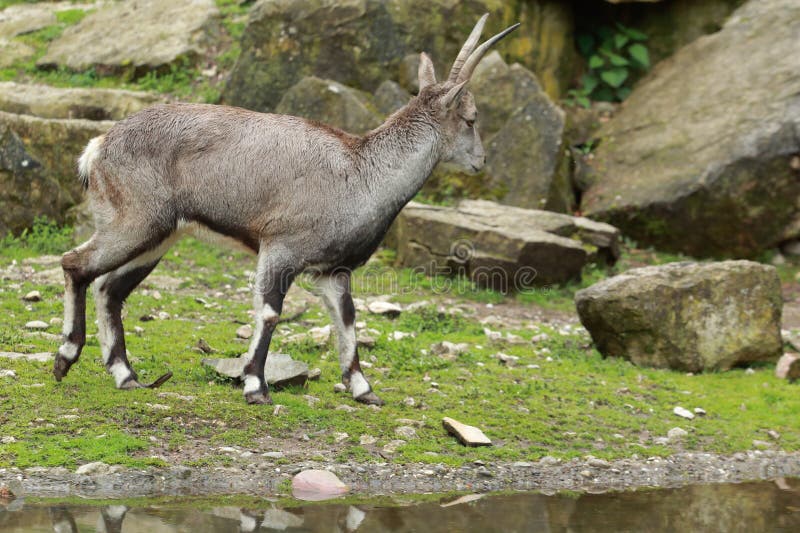 Strolling blue sheep stock image. Image of blue, caprine - 275122157