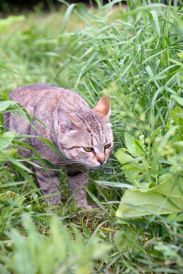 Strolling cat stock image. Image of gaze, charming, furry - 73320617