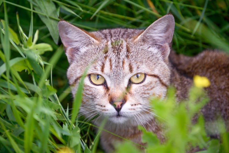 Strolling cat stock image. Image of charming, kitty, gray - 73320771