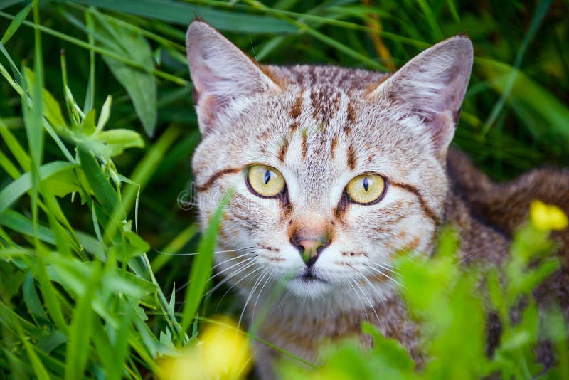 Strolling cat stock photo. Image of healthy, green, feline - 73320790