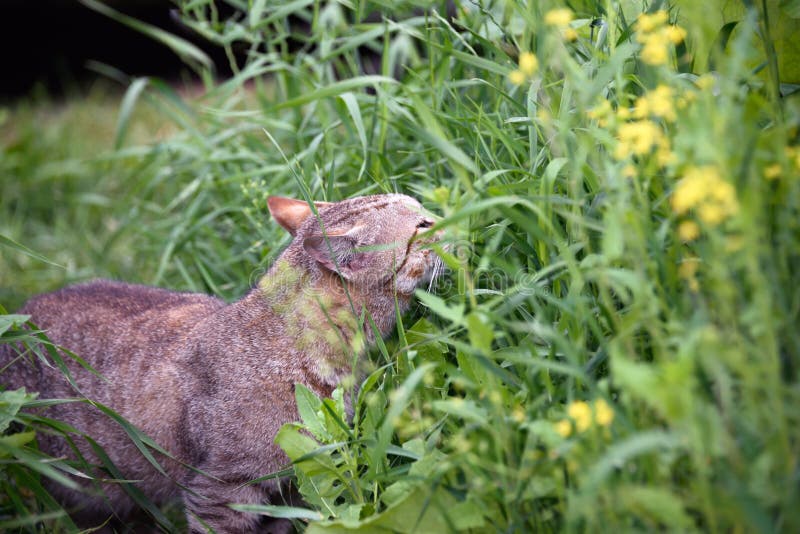 Strolling cat stock image. Image of beautiful, grass - 73321761