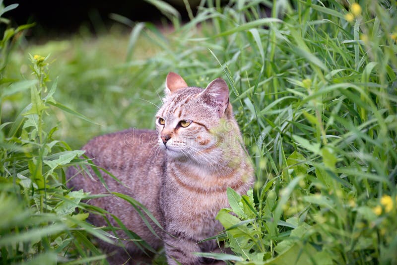 Strolling cat stock photo. Image of furry, adult, close - 73321808