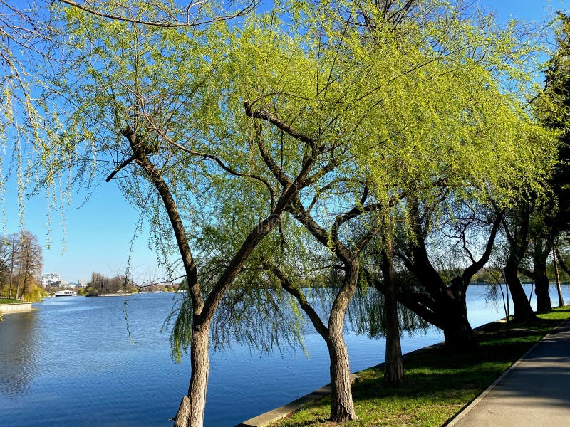 Trees and a Lake in the ParkÂ Stock Image - Image of summer, walk ...