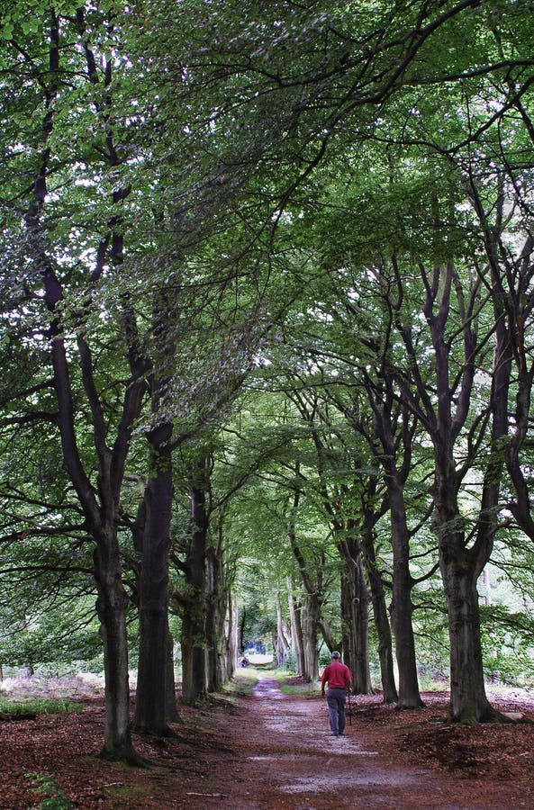 Strolling on Tree-lined Path Stock Photo - Image of outdoors, relaxing ...