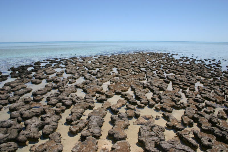 Stromatolites, Australie Occidentale Photo stock - Image du corail ...