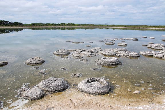 Stromatolites in lago Teti fotografia stock. Immagine di fenomeno ...