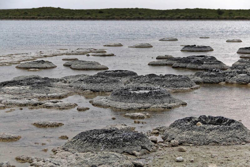 Stromatolites or Stromatoliths Stock Image - Image of ancient ...