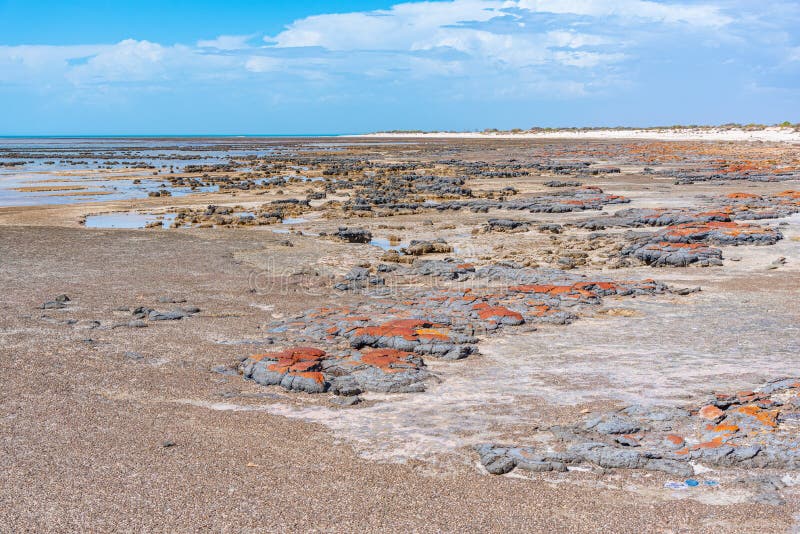 Stromatolity Z Basenu Hamelin W Zachodniej Australii Zatoki Rekina ...