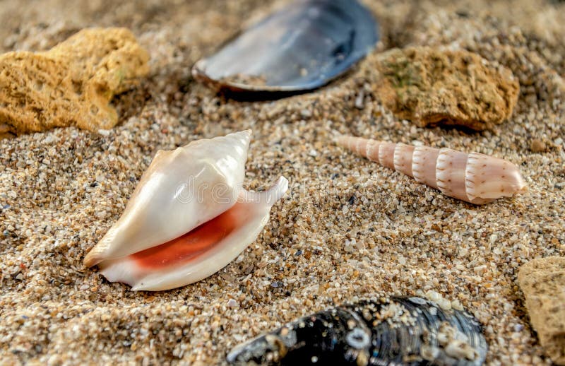 Strombidae Seashell on the Sand Stock Image - Image of nature, mollusk ...