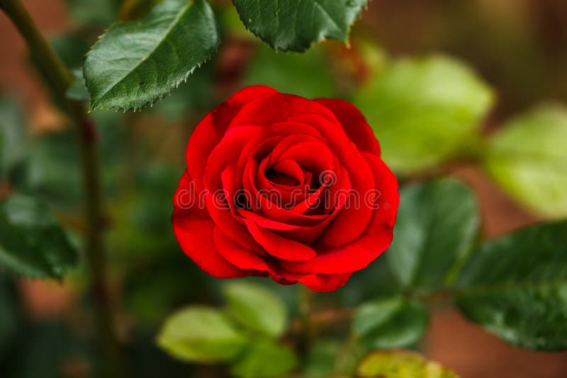 984 English Garden Romantic Red Rose Stock Photos - Free & Royalty-Free ...