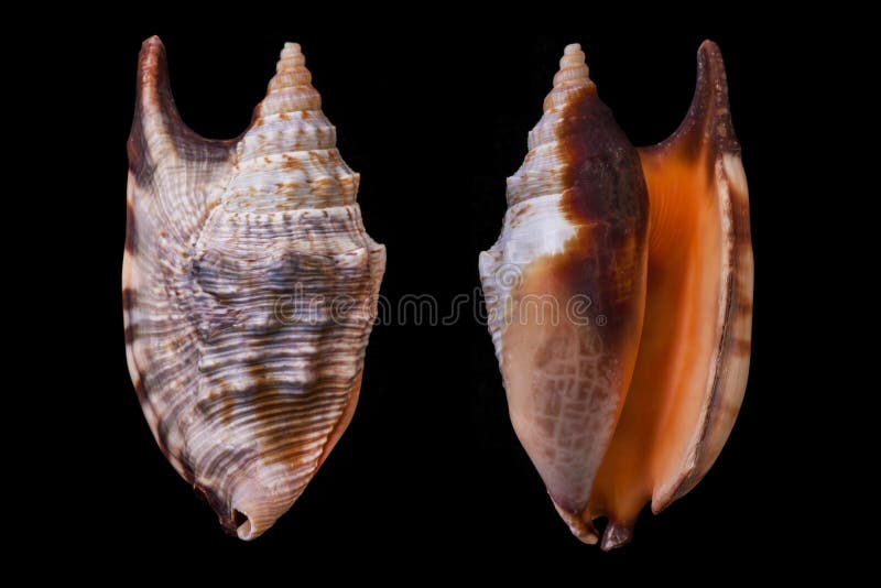 Strombus aratrum stock photo. Image of chiragra, asia - 188589598