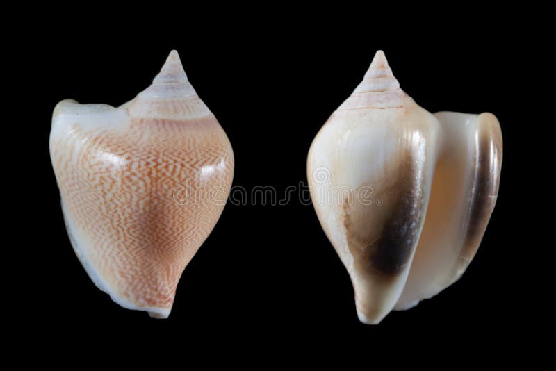 Strombus canarium stock image. Image of ocean, strombus - 188589635