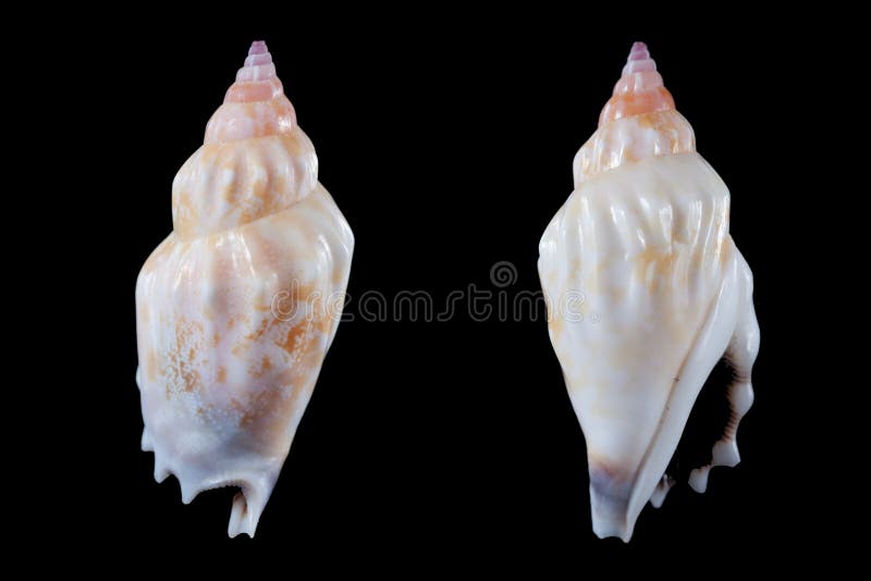 Strombus dentatus stock photo. Image of ocean, asia - 188589654