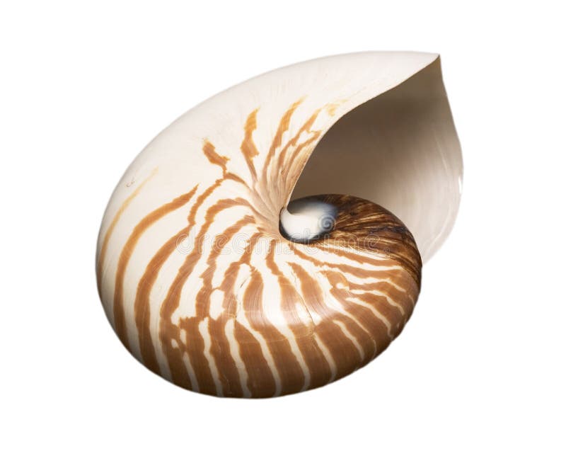 Strombus Latisimus Stock Photos - Free & Royalty-Free Stock Photos from ...