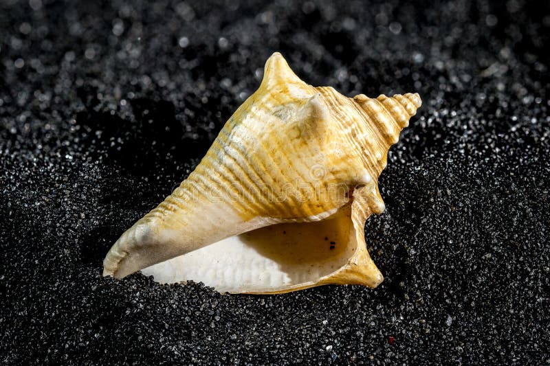 266 Seashell Strombus Stock Photos - Free & Royalty-Free Stock Photos ...