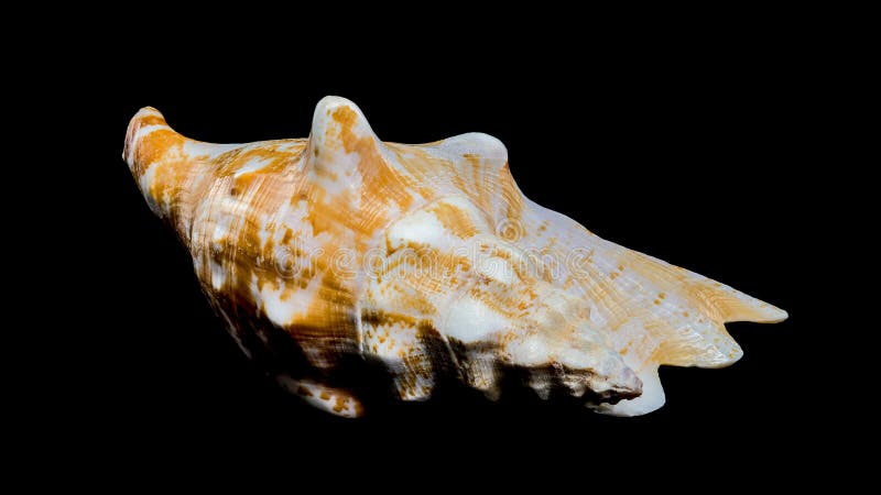Strombus Raninus Seashell on Black Background Stock Image - Image of ...