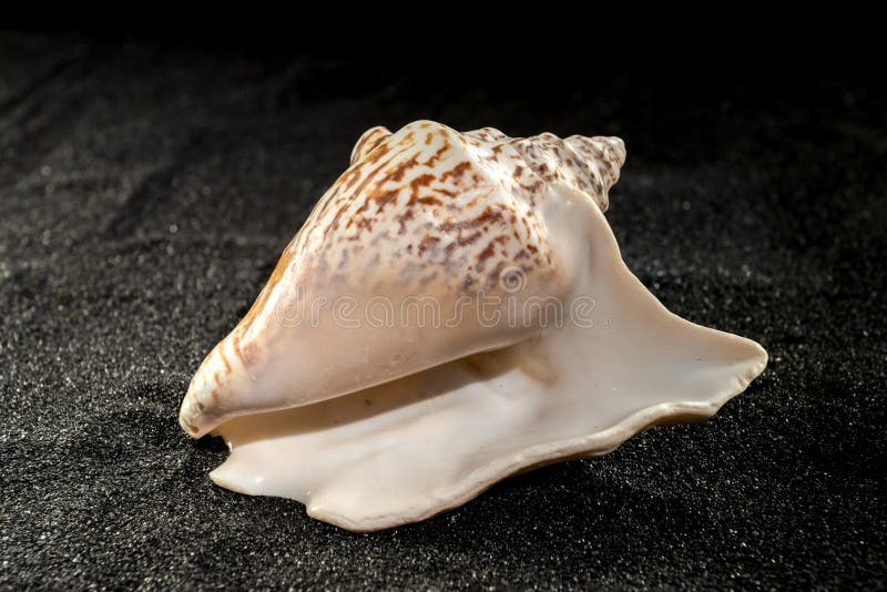 Strombus Raninus Seashell on a Dark Background Stock Photo - Image of ...
