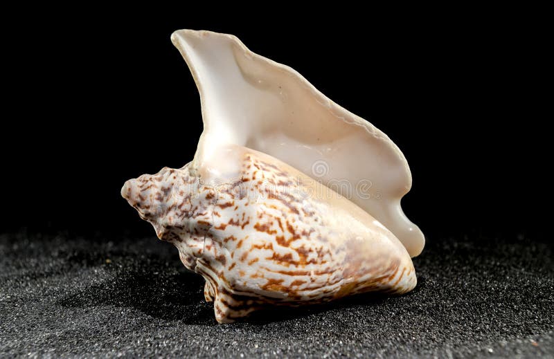Hawk Wing Conch Stock Photos - Free & Royalty-Free Stock Photos from ...