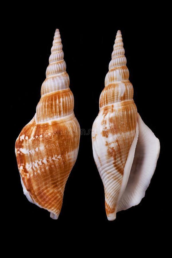 Strombus urceus ustulat stock photo. Image of chiragra - 188589792