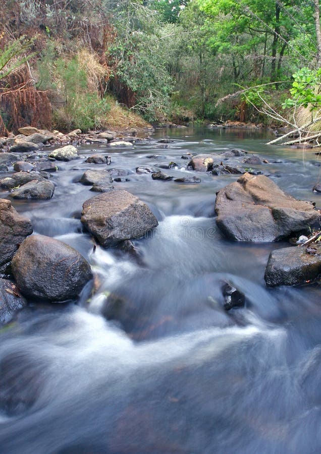 Stromend Water. Rivier in Het Bos Stock Foto - Image of hoog ...