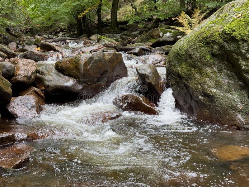 Stromende Rivier Omgeven Door Dichte Bomen in Het Bos Stock Afbeelding ...
