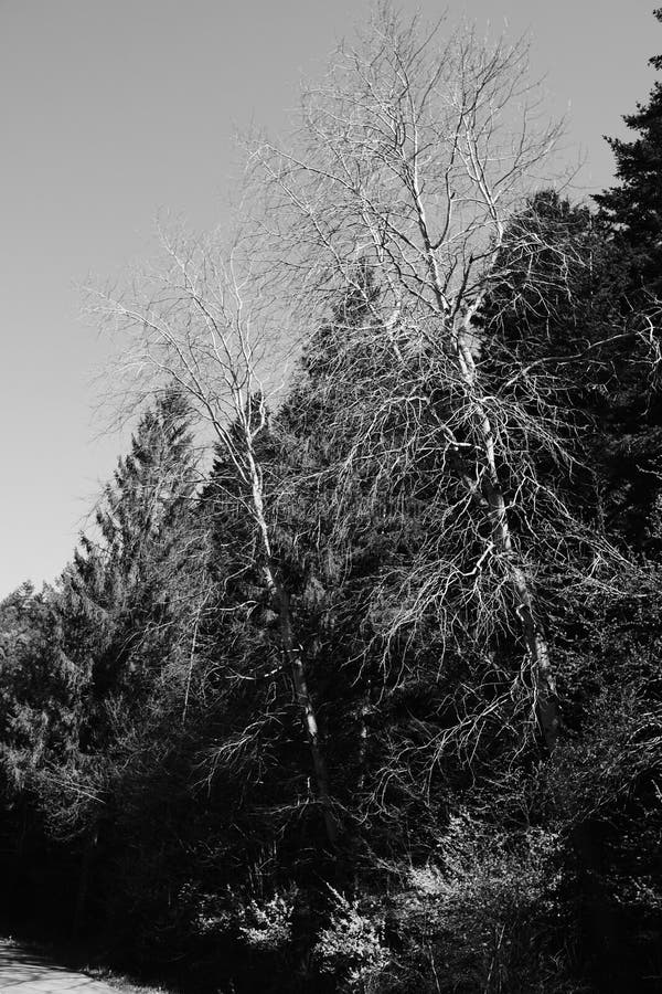 Stromi stock photo. Image of monochrome, spring, snow - 380406276