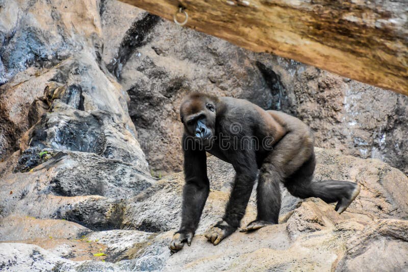 Strong Adult Black Gorilla stock image. Image of eating - 359787293
