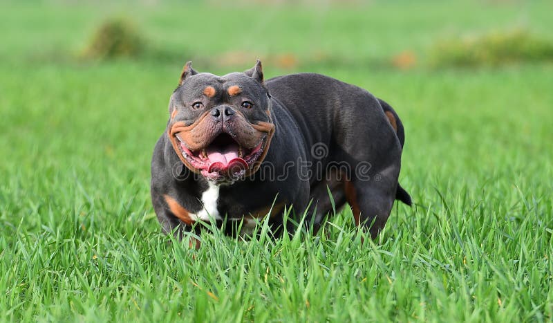 A Strong American Bully Dog Stock Photo - Image of pedigreed, muscular ...