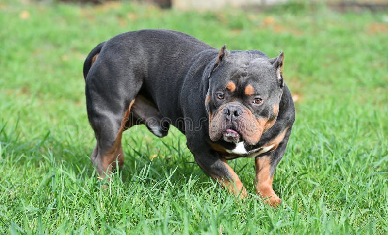 A Strong American Bully Dog Stock Photo - Image of guard, nature: 243307848