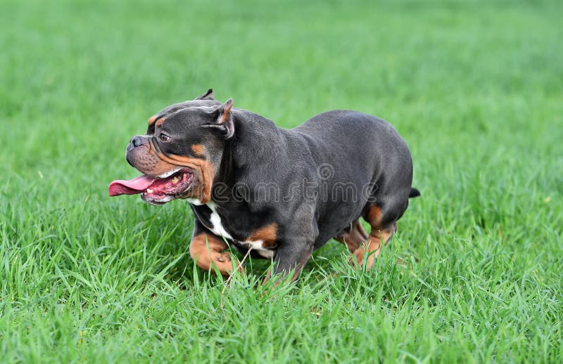 A Strong American Bully Dog Stock Image - Image of lovely, breed: 243307865