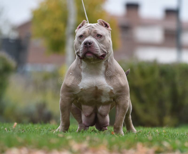 A Strong American Bully Dog Stock Photo - Image of mouth, looking ...