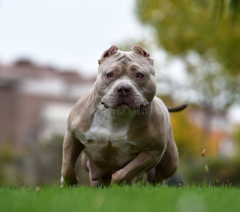 A Strong American Bully Dog Stock Photo - Image of mouth, standing ...