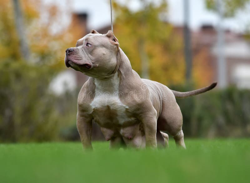 A Strong American Bully Dog Stock Photo - Image of standing, serious ...