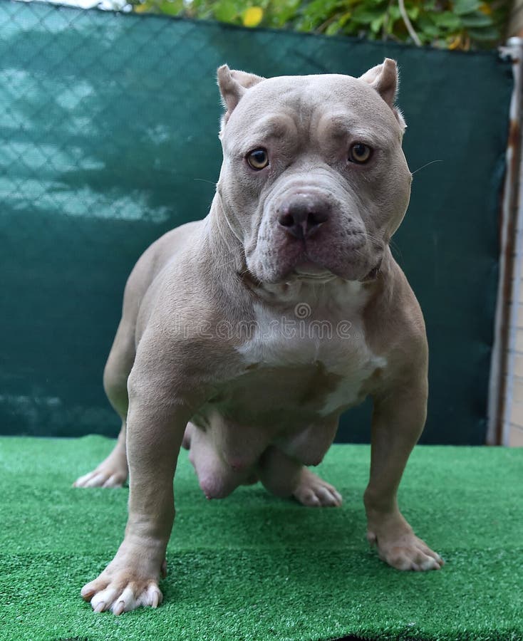 A Strong American Bully Dog Stock Photo - Image of standing, guard ...