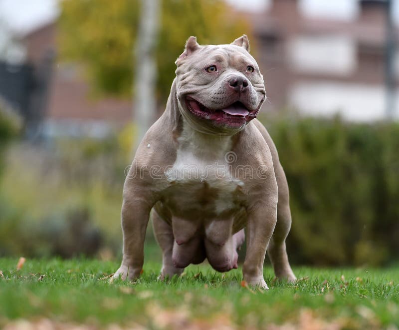 A Strong American Bully Dog Stock Photo - Image of facial, standing ...