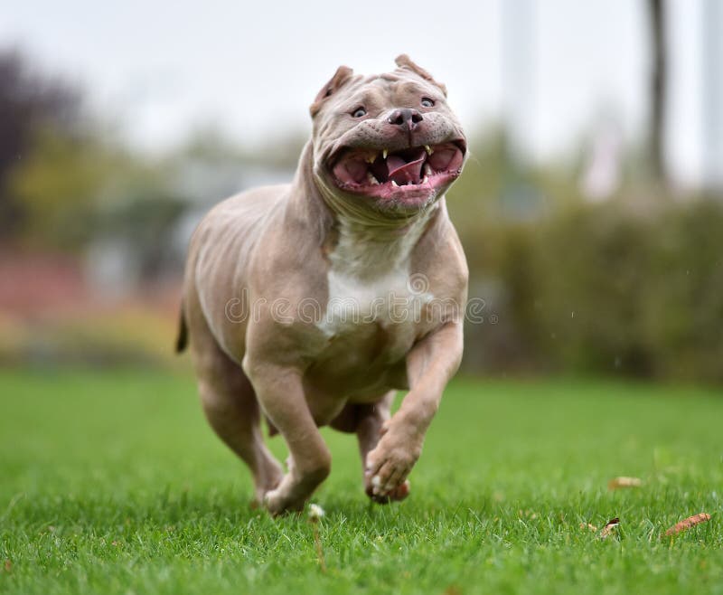 A Strong American Bully Dog Stock Image - Image of posed, purebred ...