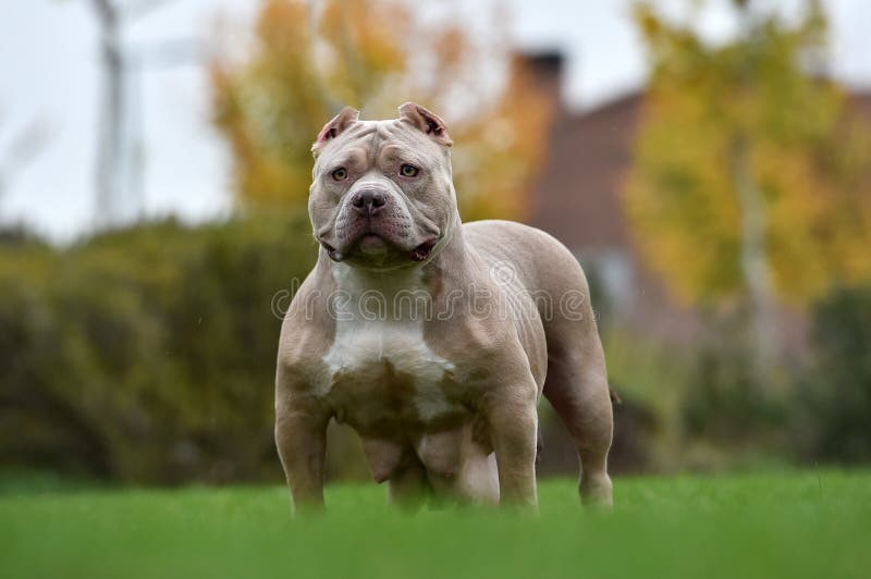 A Strong American Bully Dog Stock Image - Image of breed, staring ...