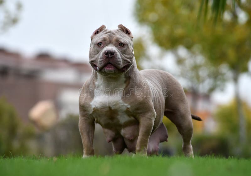 A Strong American Bully Dog Stock Photo - Image of looking, brindle ...